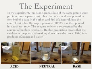 Effect of pH on enzymes | PDF