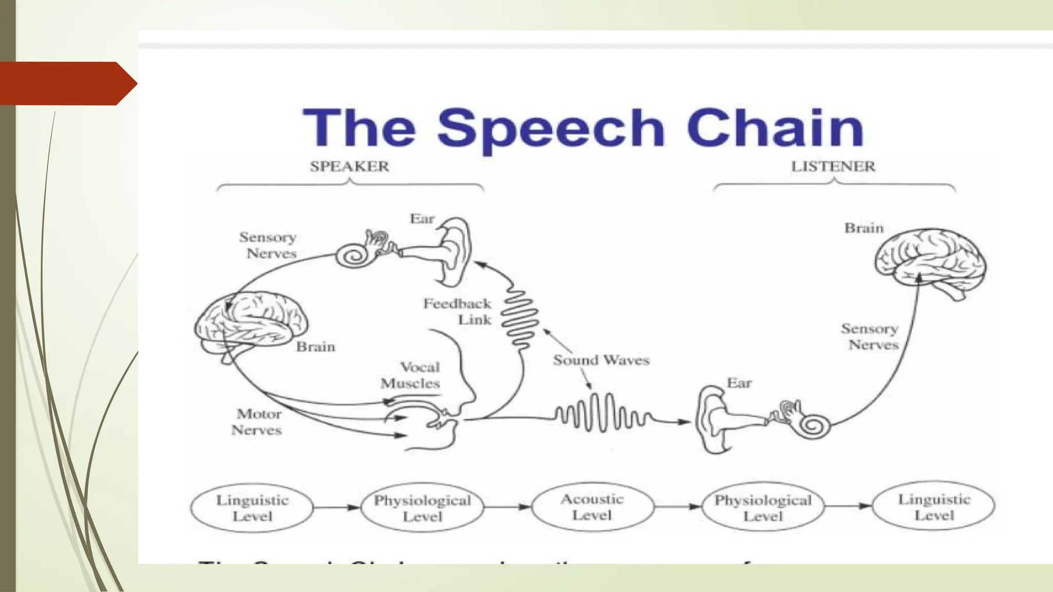 in Phonetic-of-Speech-Perception-G-6.pptx