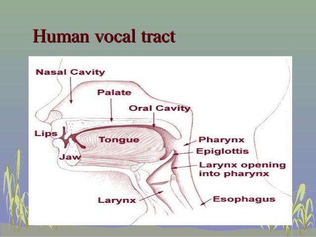 Phonetic and phonology pp2