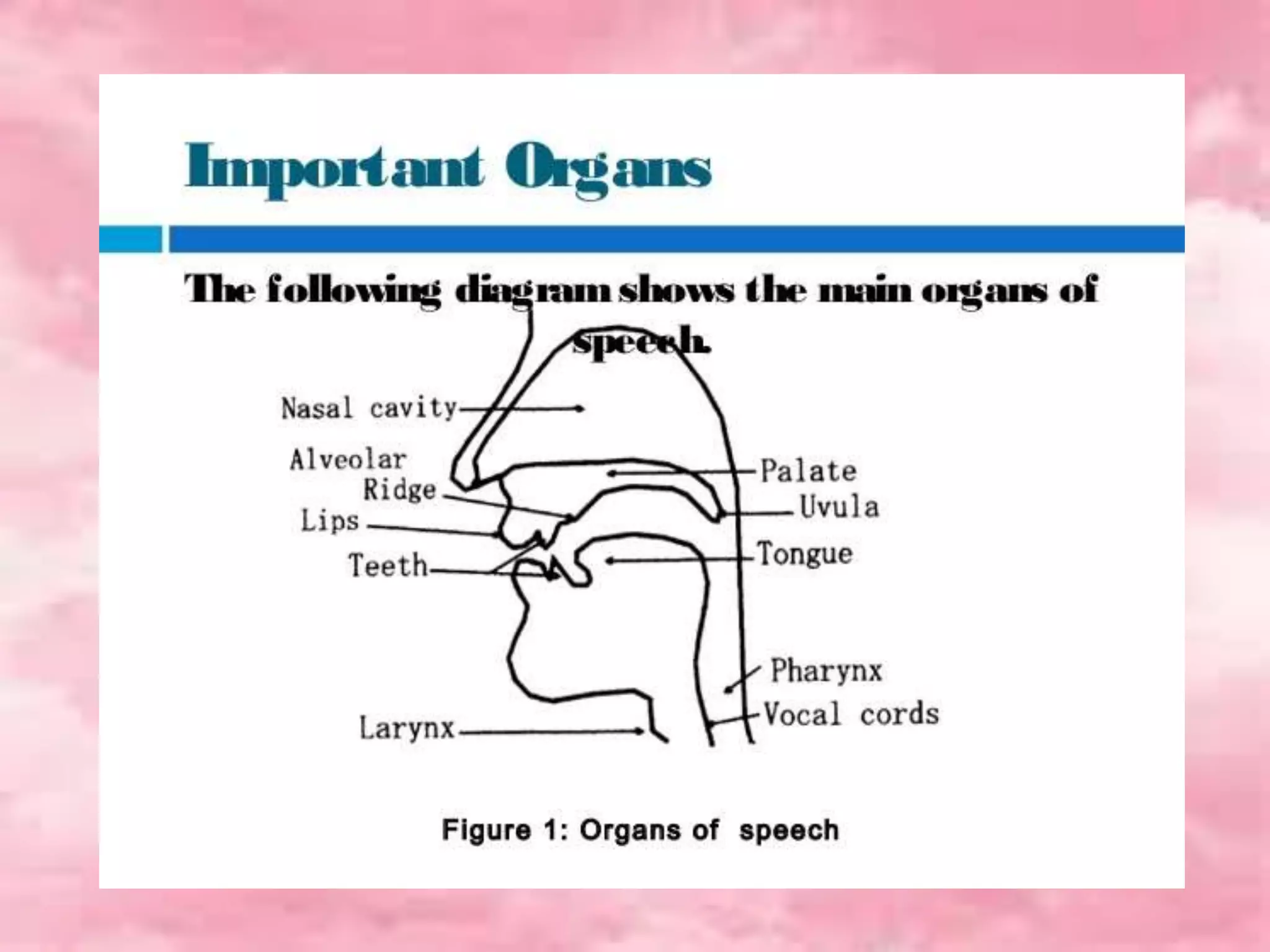 Phonetics | PPTX