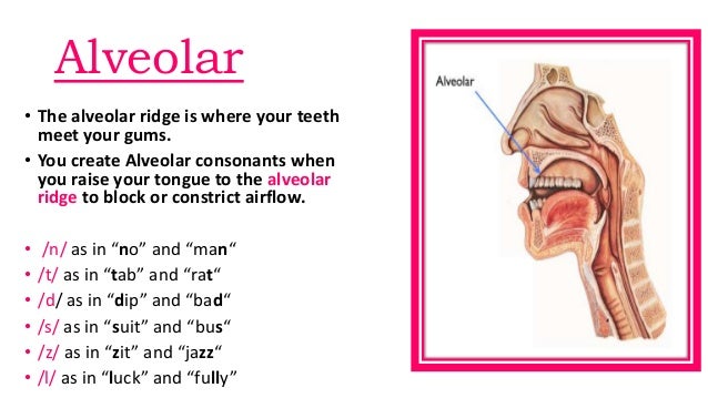 linguistics (Phonetics and its characteristics )