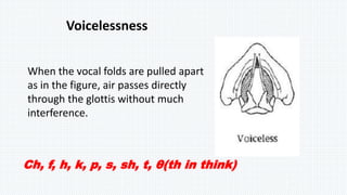 Phonetics | PPTX