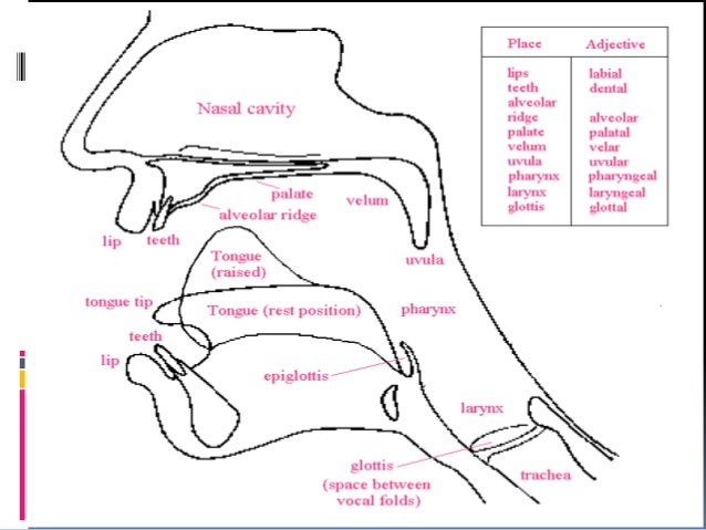 English Phonetics