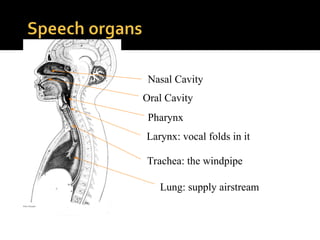 phonetics-final.ppt...................... | PPT