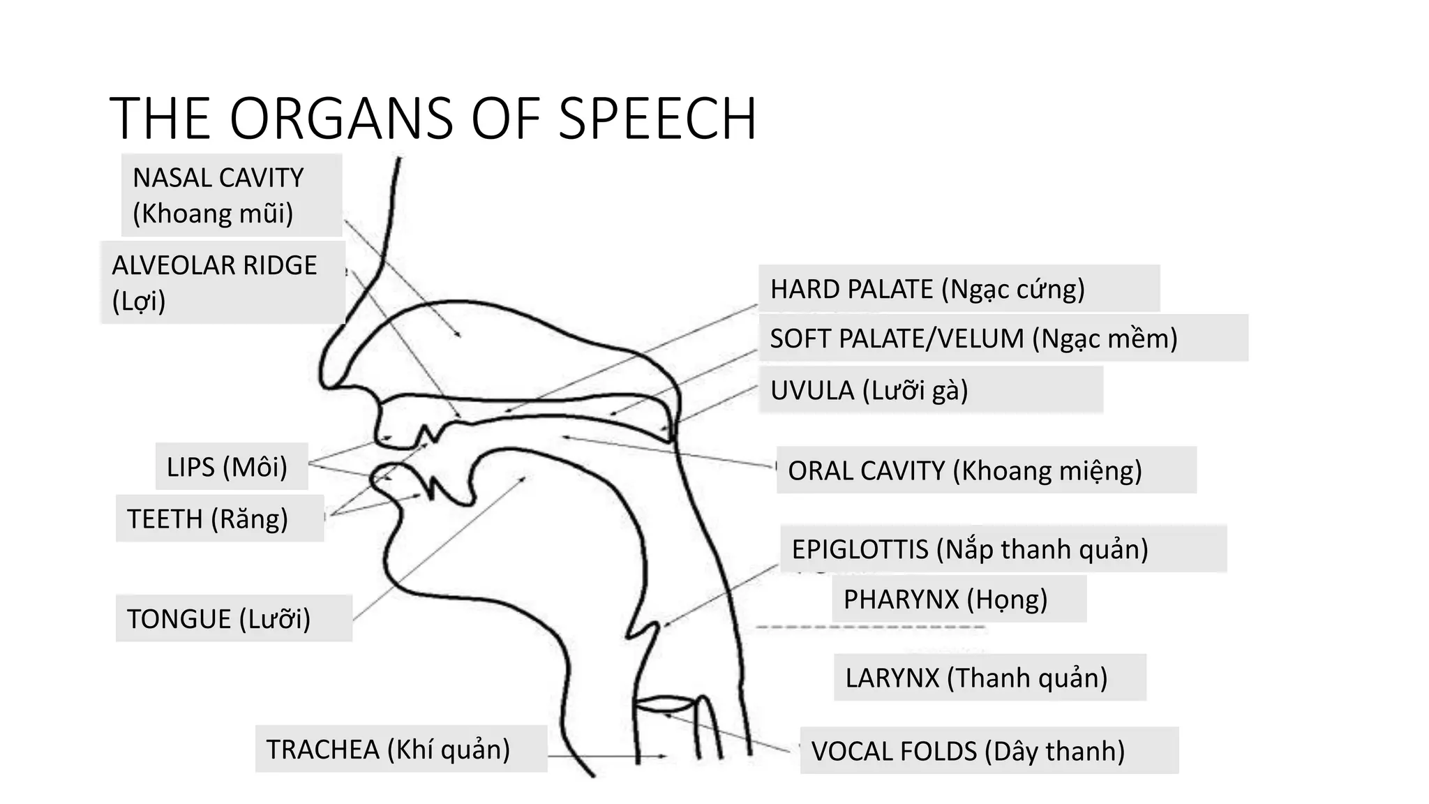 Phonetics lesson 1 - general introduction | PPTX