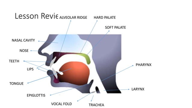 Phonetics lesson 1 - general introduction | PPTX