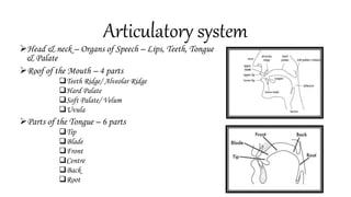 Phonetics - Articulation of Speech Sounds | PPTX