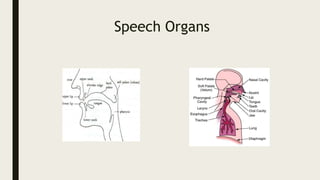 Phonetics 1.pptx