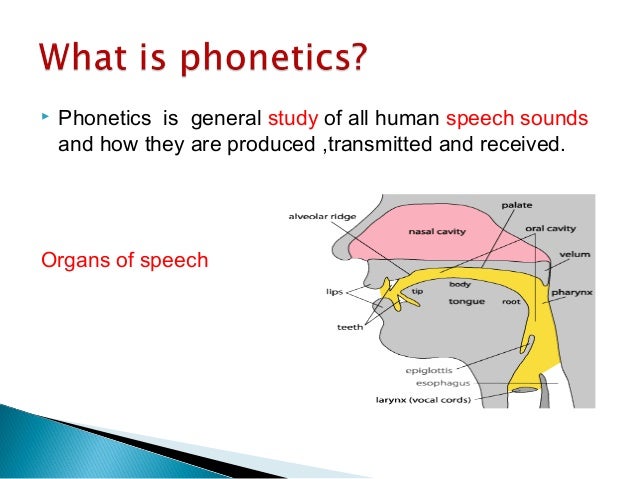 Phonetics2 Phonetics2