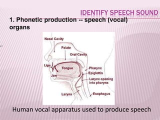 Phonetics and phonology | PPTX