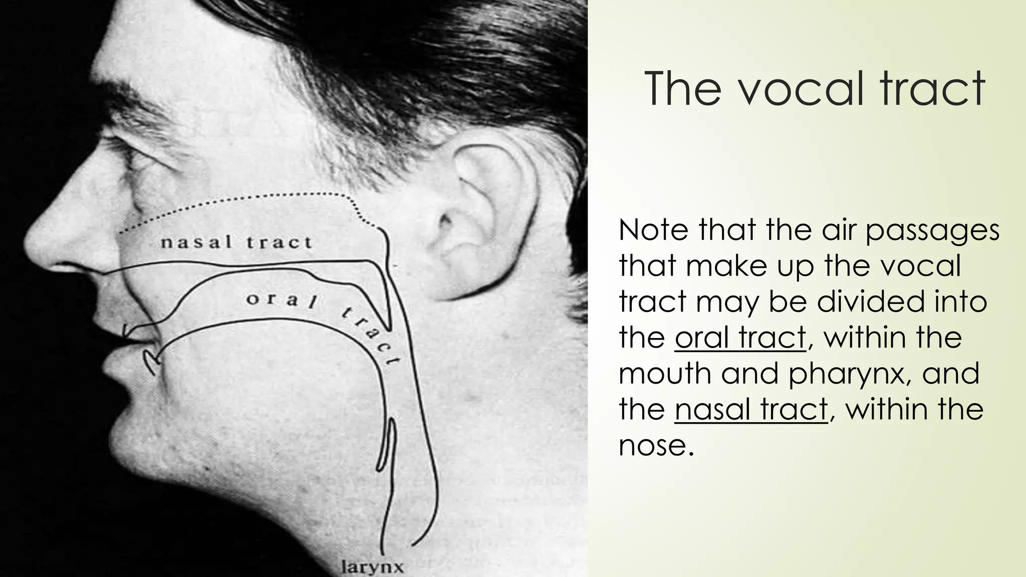 Sounds articulation process | PPTX
