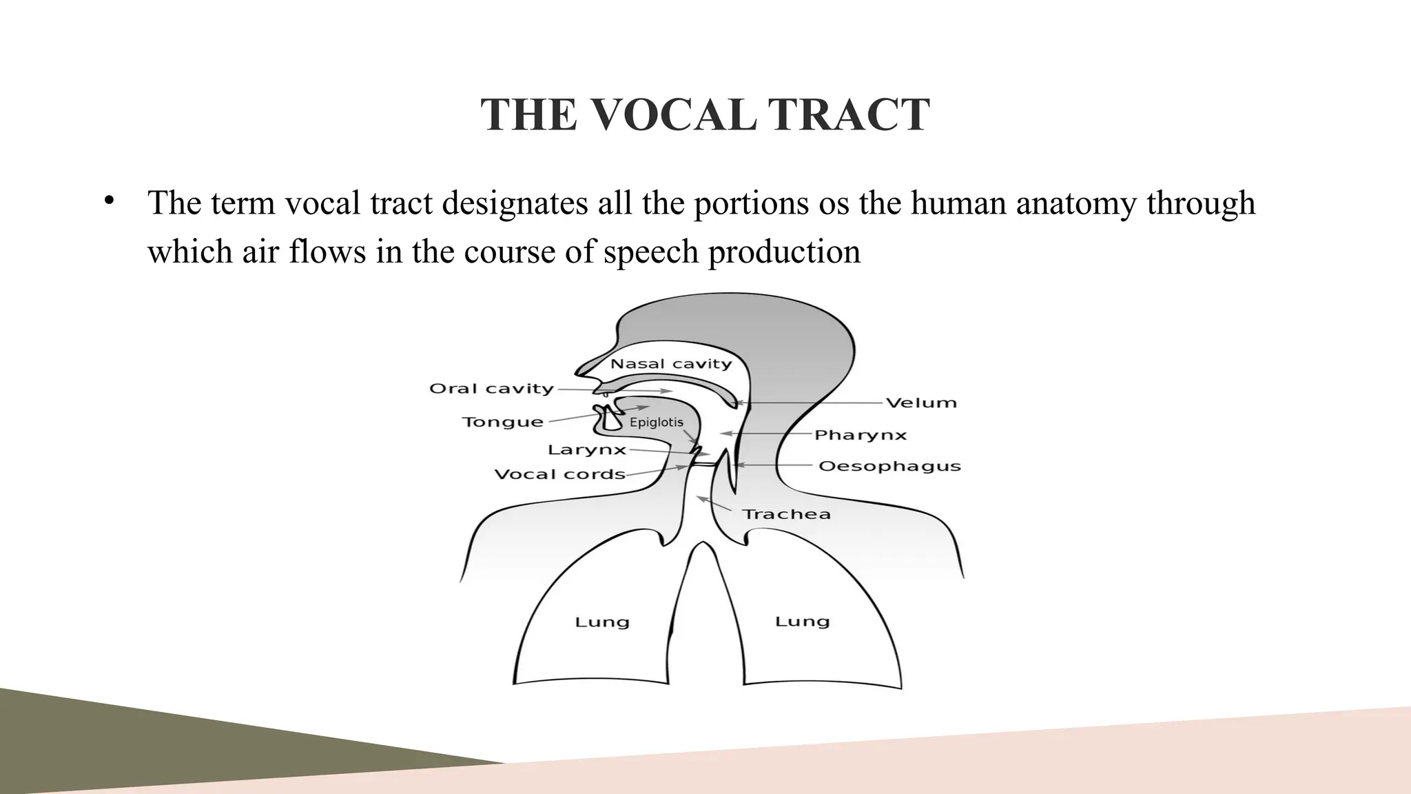An Introduction to Phonetics and Phonology | PPTX