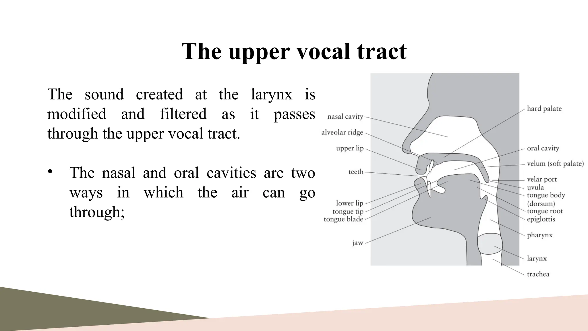 An Introduction to Phonetics and Phonology | PPTX