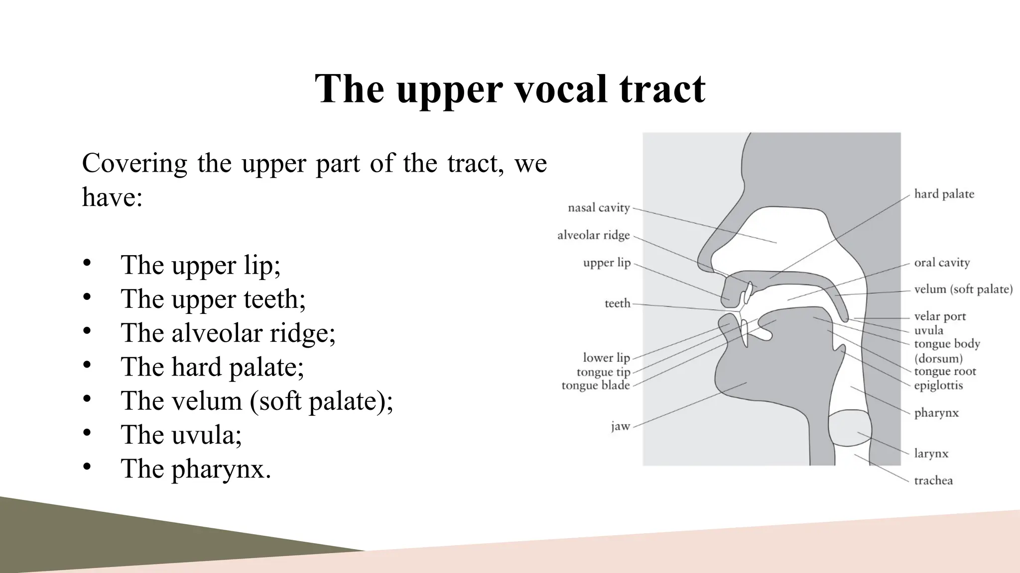 An Introduction to Phonetics and Phonology | PPTX