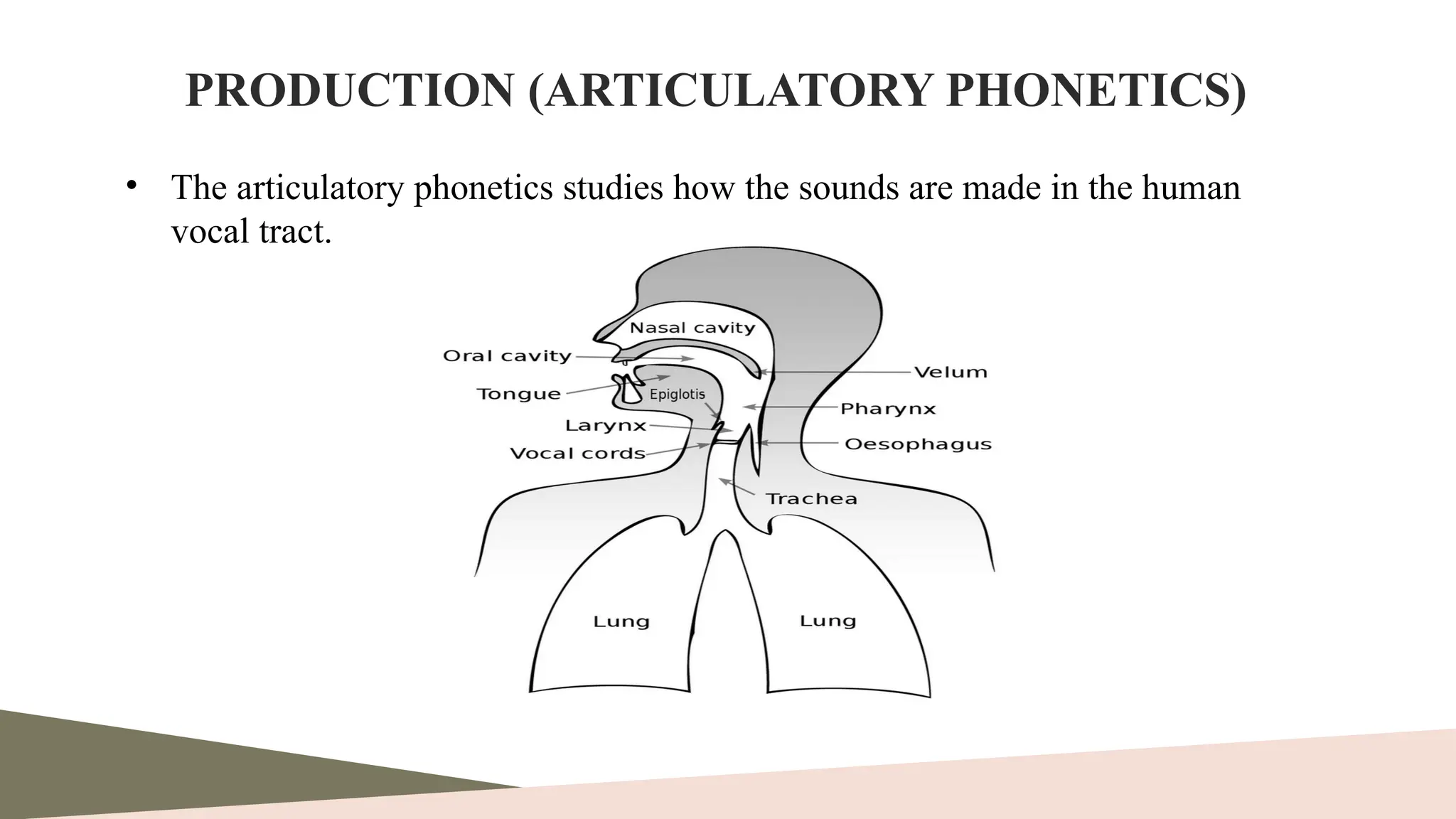 An Introduction to Phonetics and Phonology | PPTX