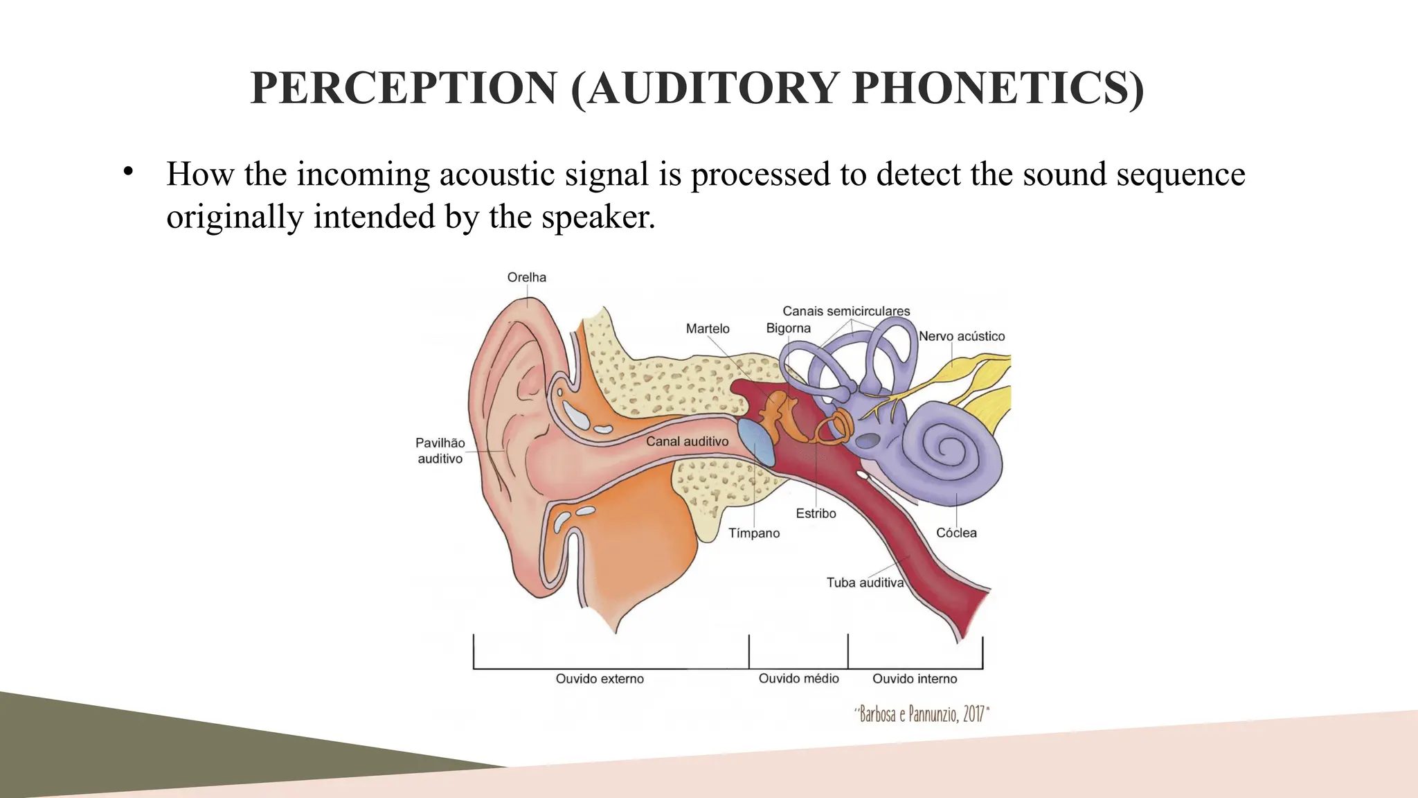 An Introduction to Phonetics and Phonology | PPTX