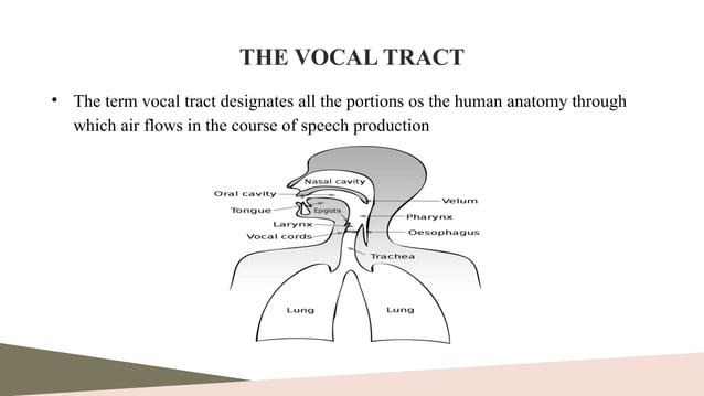 An Introduction to Phonetics and Phonology | PPTX