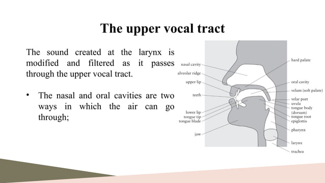 An Introduction to Phonetics and Phonology | PPTX