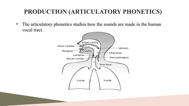 An Introduction to Phonetics and Phonology | PPTX
