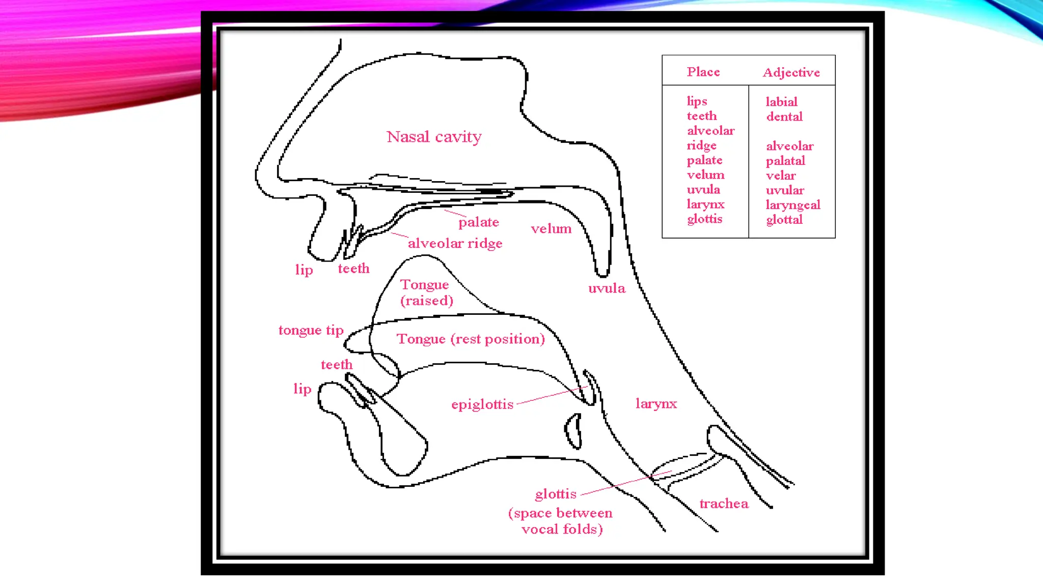 PHONETICS AND PHONOLOGY COBAEM COURSE pptx | PPTX