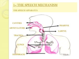 Phonetics and phonology | PPSX