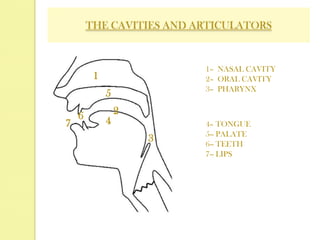 Phonetics and phonology | PPSX