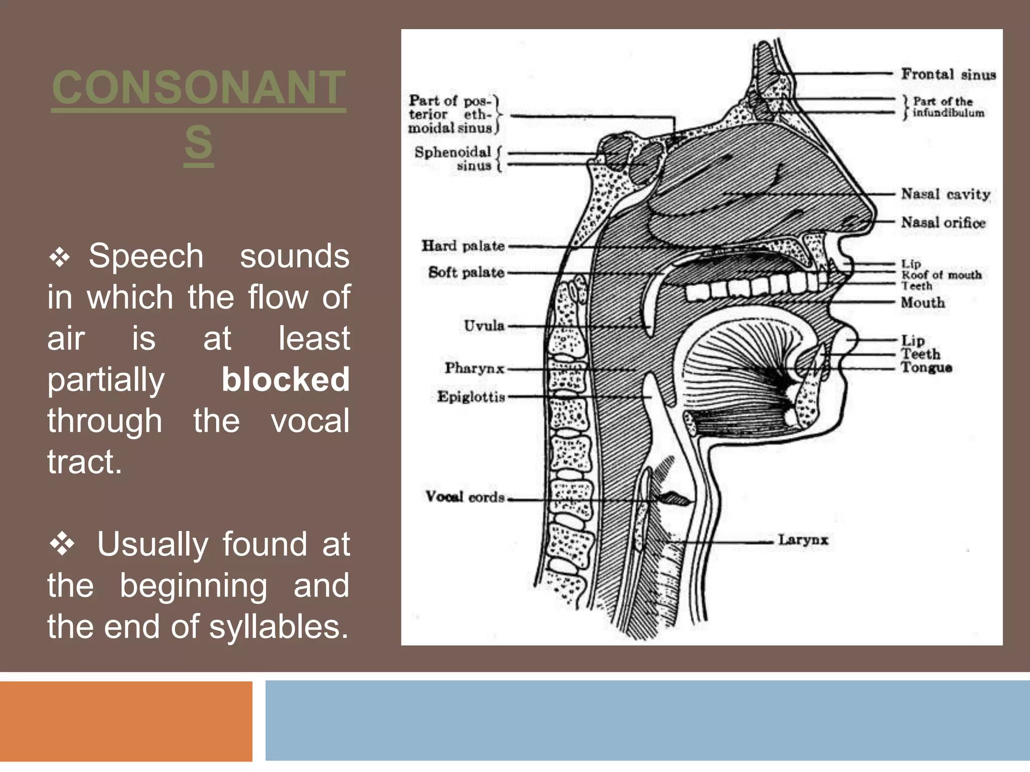 Phonetics and phonology terms | PPTX