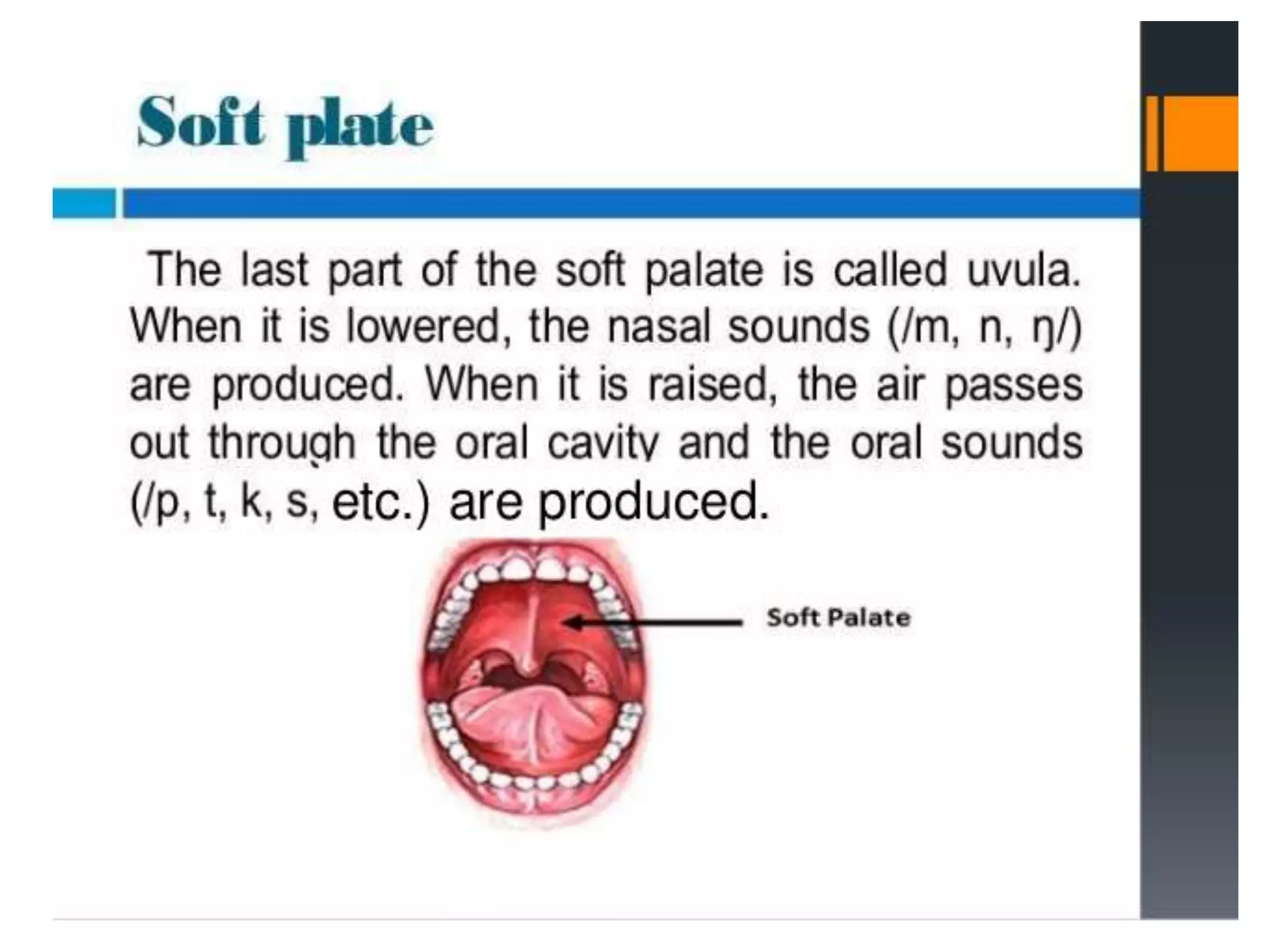 Phonetics & organs of speech | PPTX