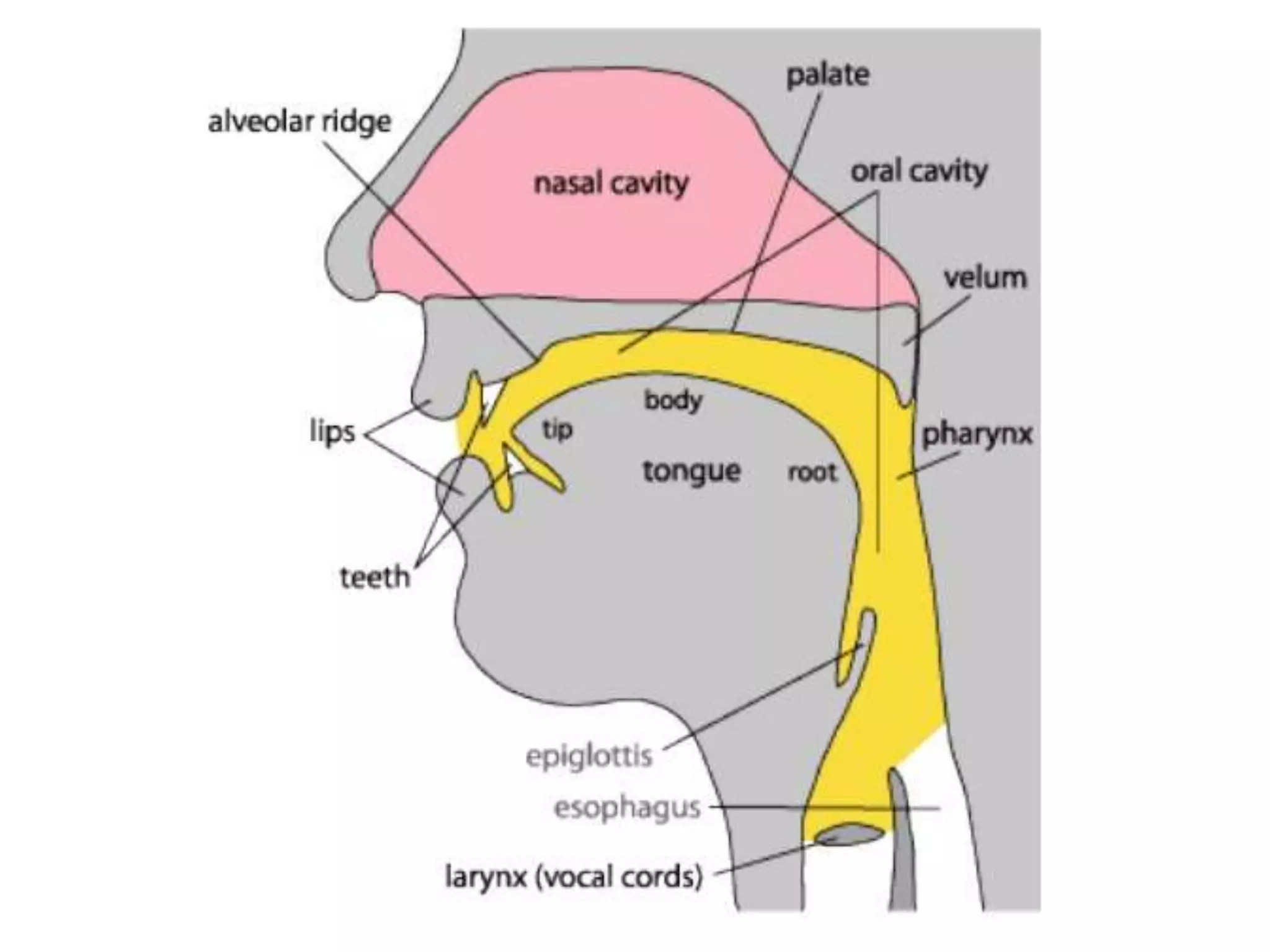 Phonetics & organs of speech | PPTX