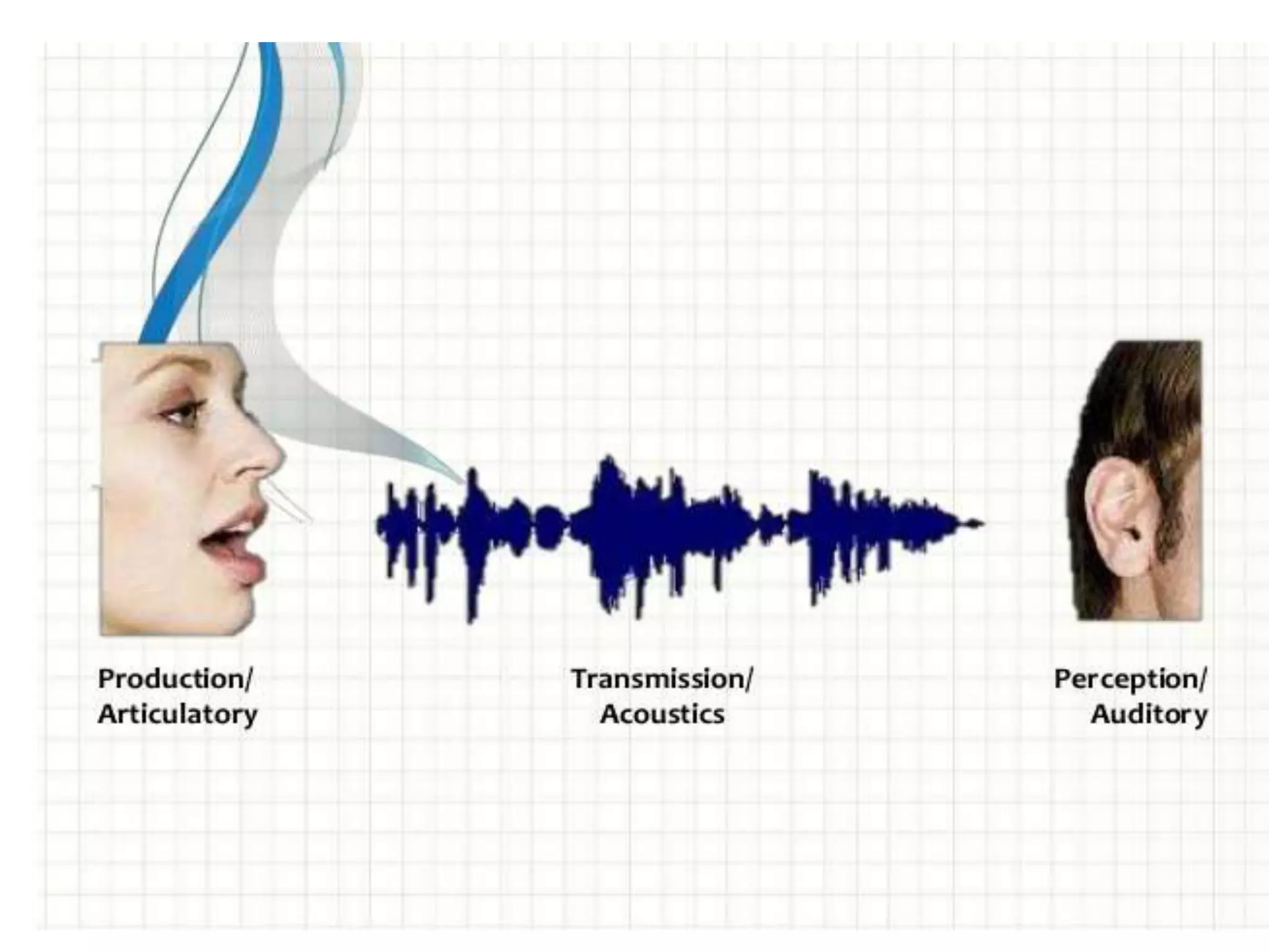Phonetics & organs of speech | PPTX