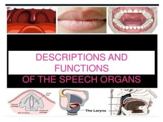 Phonetics & organs of speech | PPTX