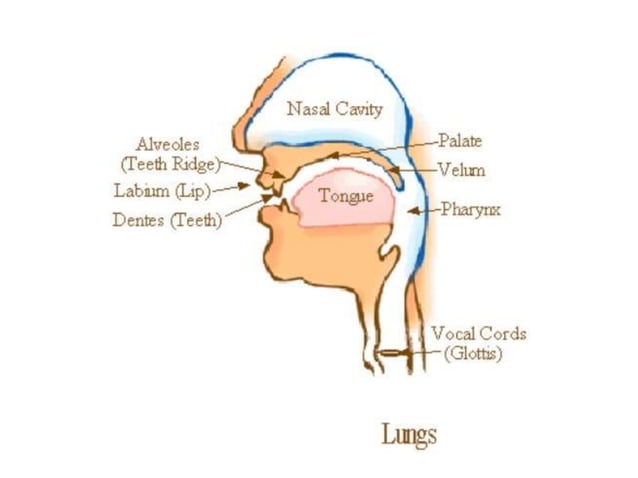 Phonetics & organs of speech | PPTX