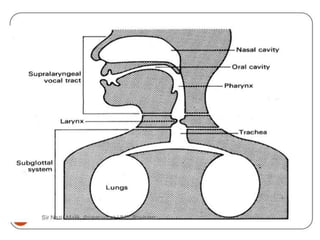 Phonetics & organs of speech | PPTX