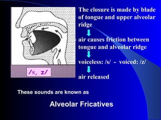 Phonetic sounds | PPT