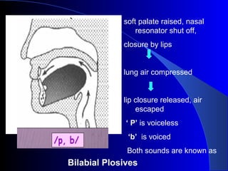 Phonetic sounds | PPT