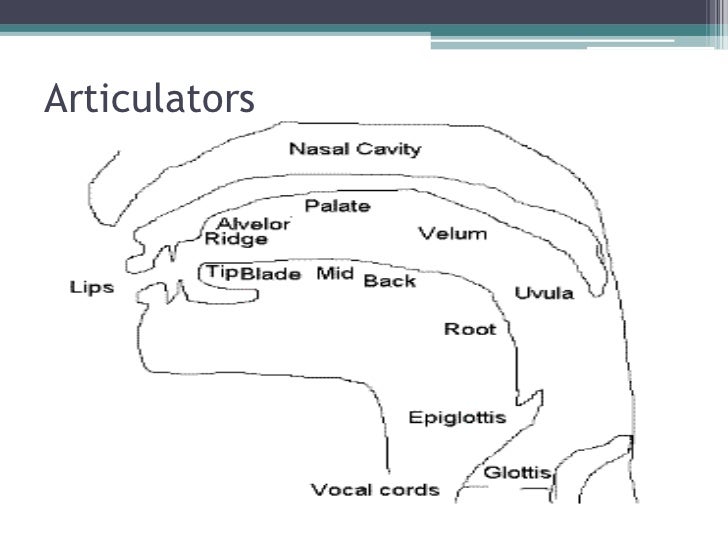 Phonetics & phonology