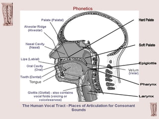 Phonetics & phonology | PPT