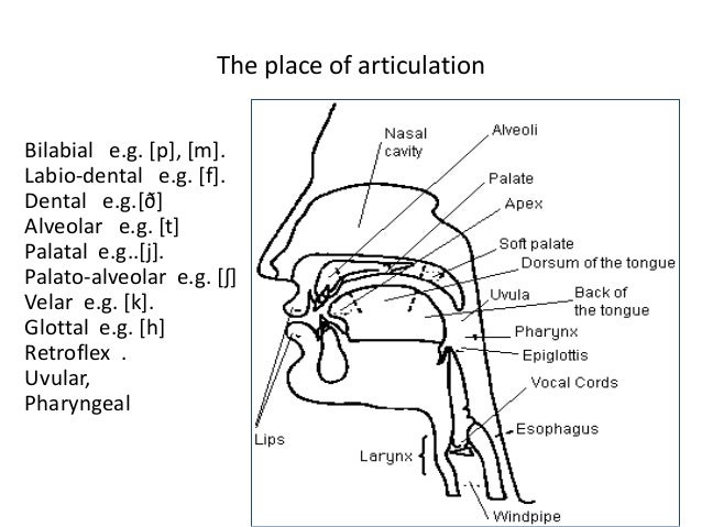 Phonetics & phonology, INTRODUCTION, Dr, Salama Embarak