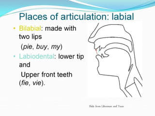 Phonetics presentation part II | PPT | Ear, Nose and Throat Conditions | Diseases and Conditions