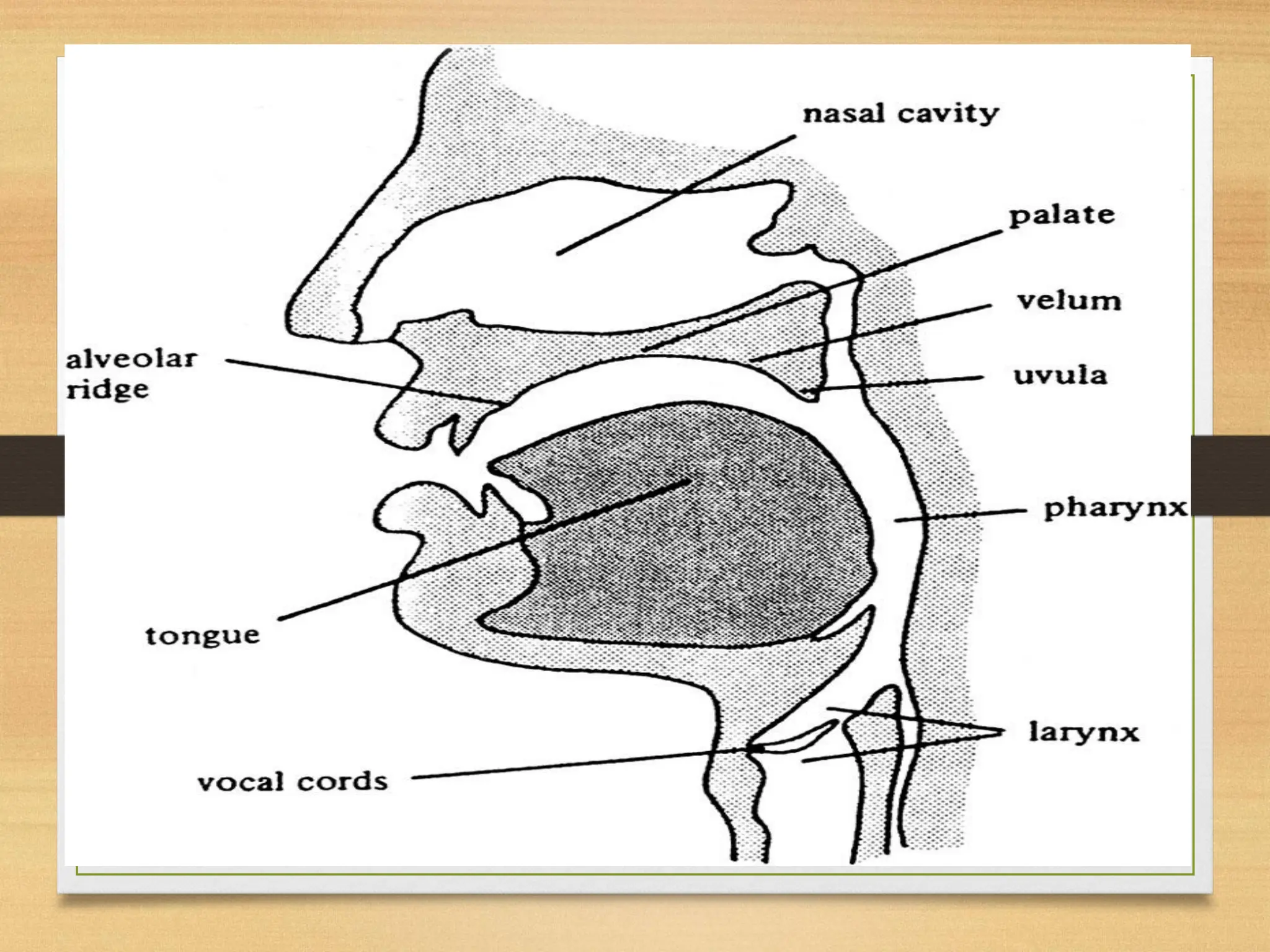 Phonetics Second Presentation about articulation | PPT