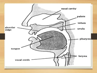 Phonetics Second Presentation about articulation | PPT