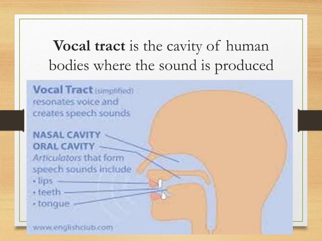 Phonetics Second Presentation about articulation | PPT