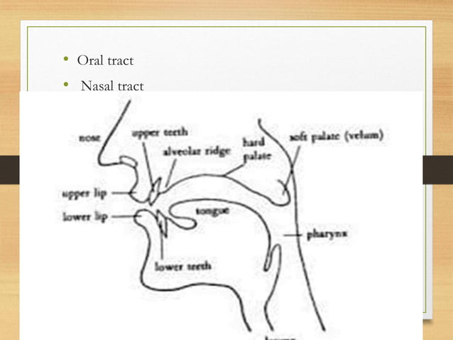 Phonetics Second Presentation about articulation | PPT