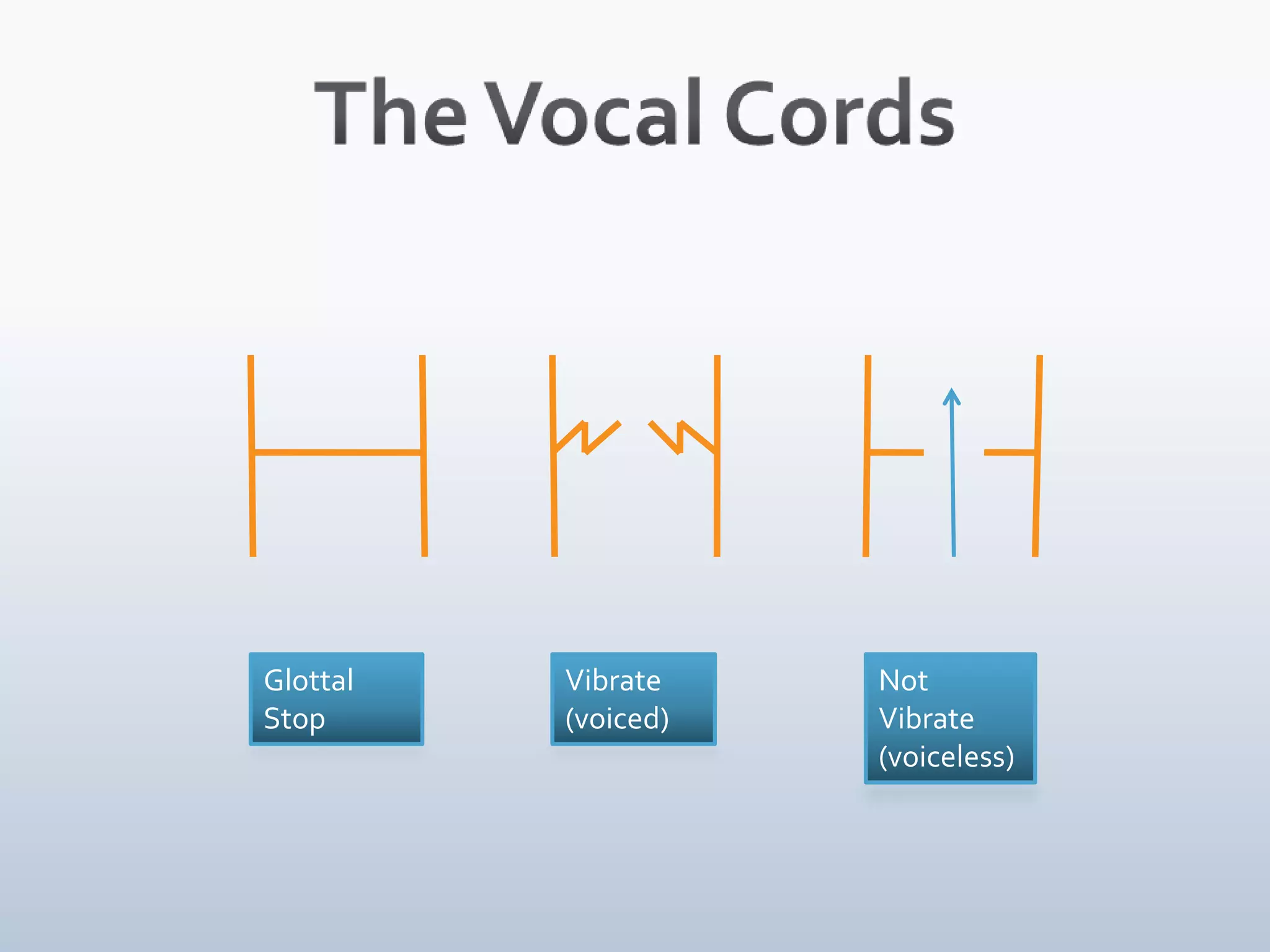 PHONETICS WEEK 2.pptx