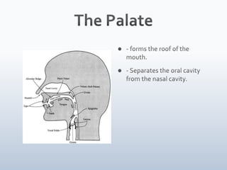 PHONETICS WEEK 2.pptx