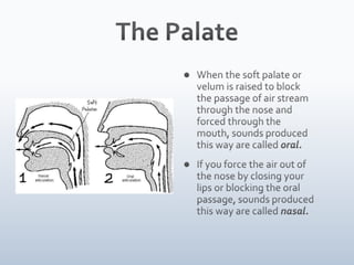 PHONETICS WEEK 2.pptx