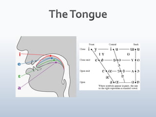 PHONETICS WEEK 2.pptx