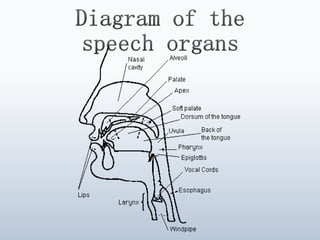 PHONETICS WEEK 2.pptx