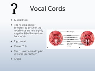 PHONETICS WEEK 2.pptx