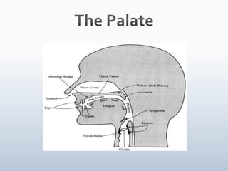 PHONETICS WEEK 2.pptx